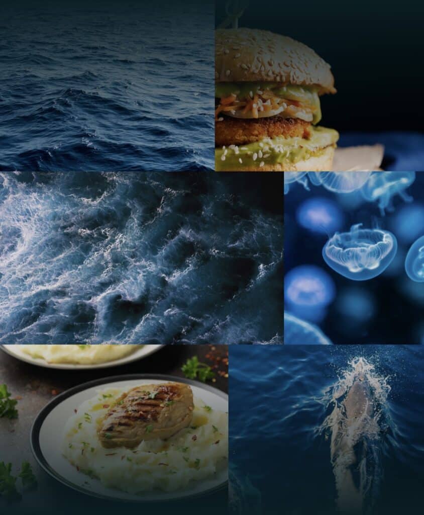 Responsible investing focused on the ocean - Ocean Collective