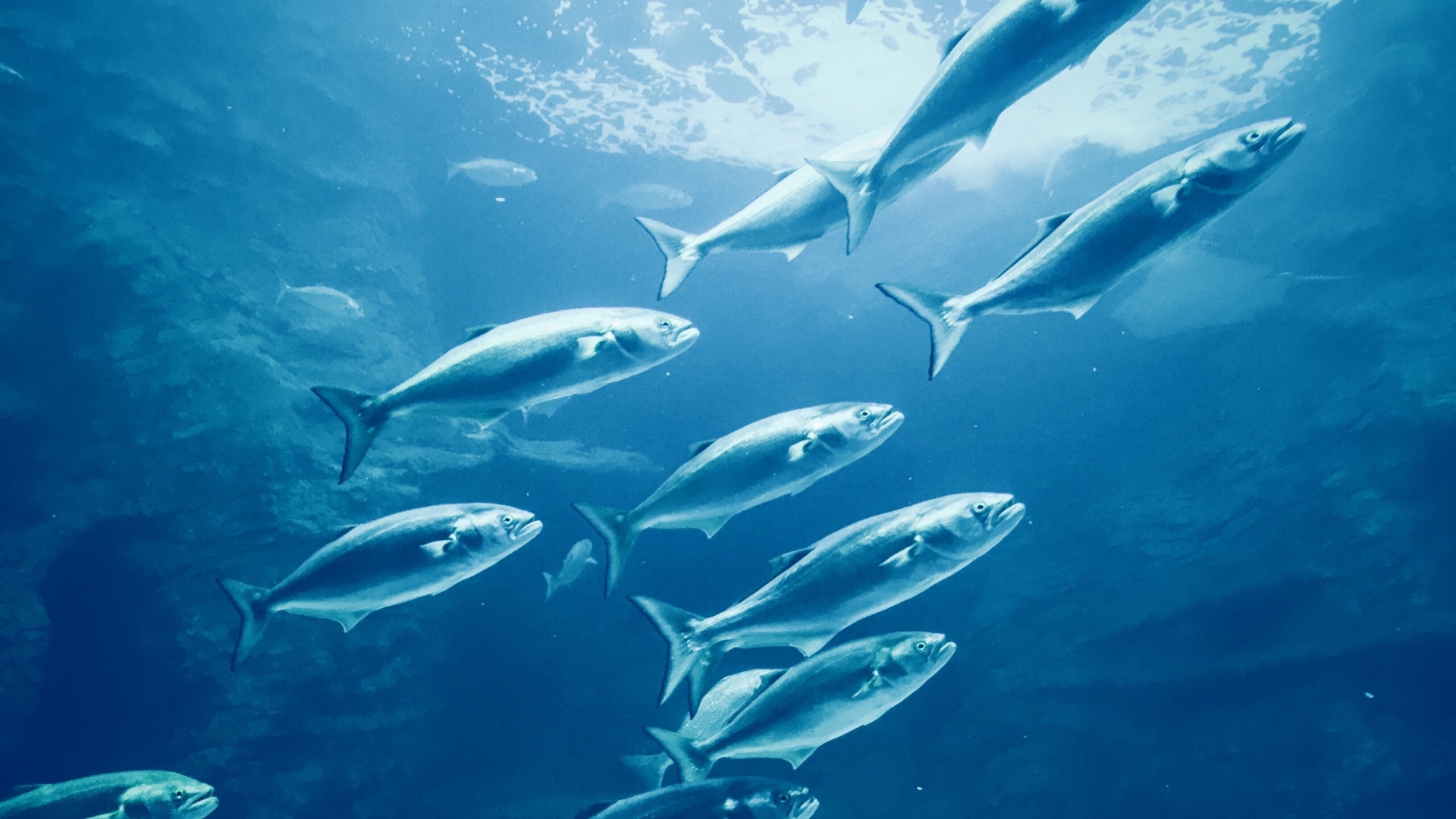 Impact - Ocean Collective